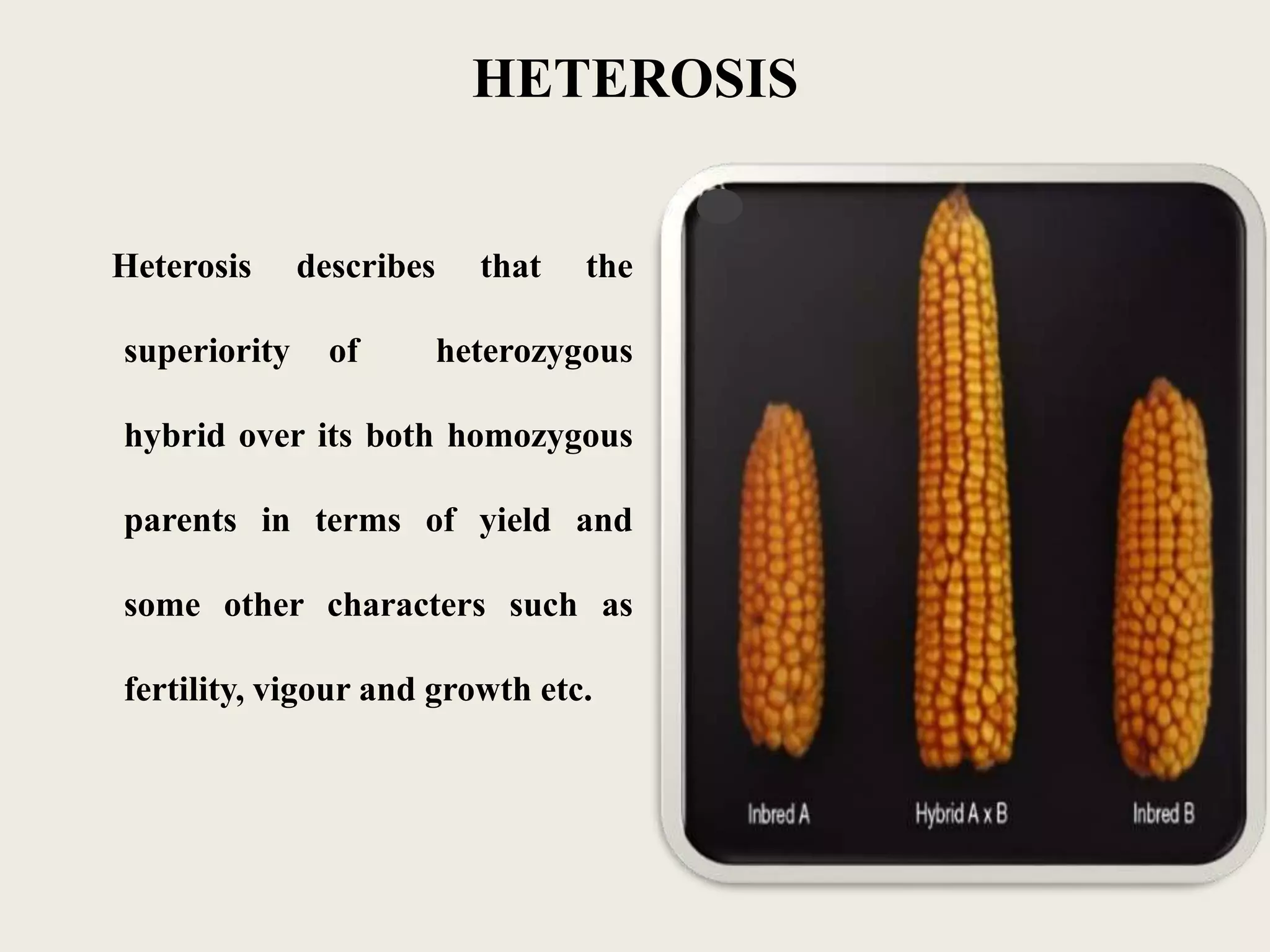 Molecular basis of inbreeding and heterosis in crop | PPTX