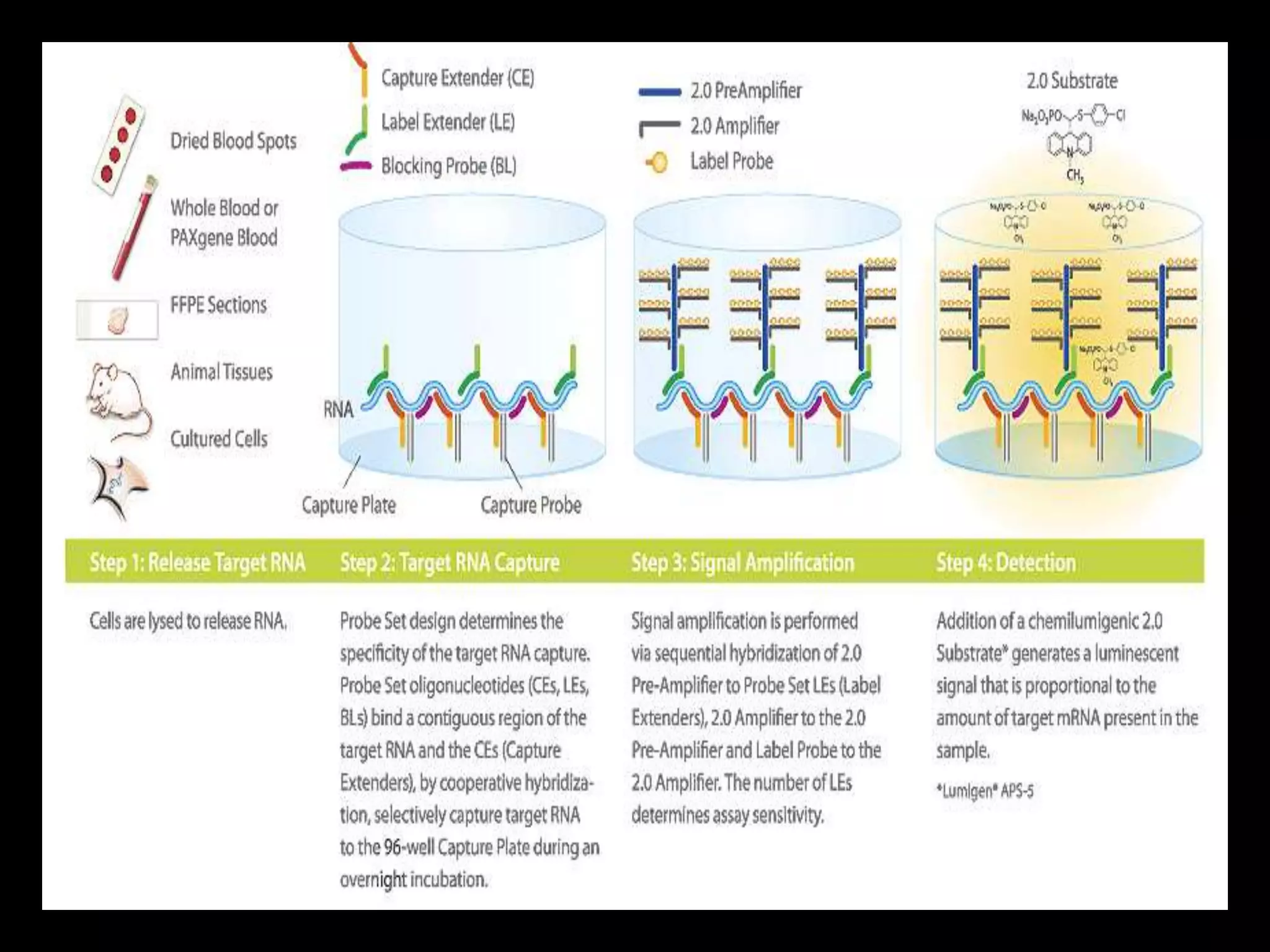 Molecular Techniques For Disease Diagnosis | PPTX