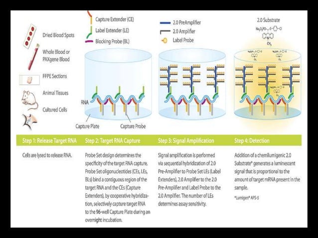 Molecular Techniques For Disease Diagnosis | PPTX | Genetics | Science