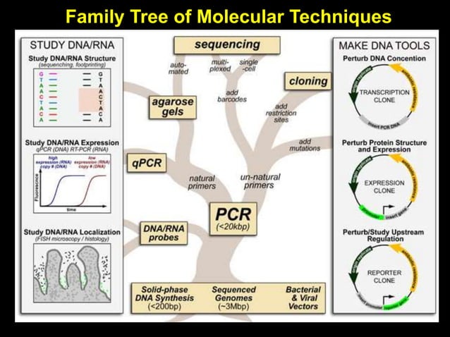Molecular Techniques For Disease Diagnosis | PPTX | Genetics | Science