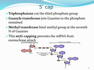 Gene expression and regulation | PPT