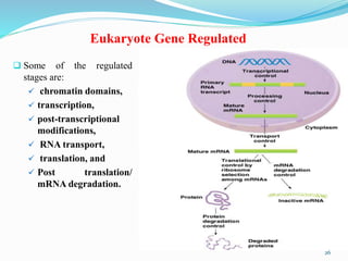 Gene expression and regulation | PPT