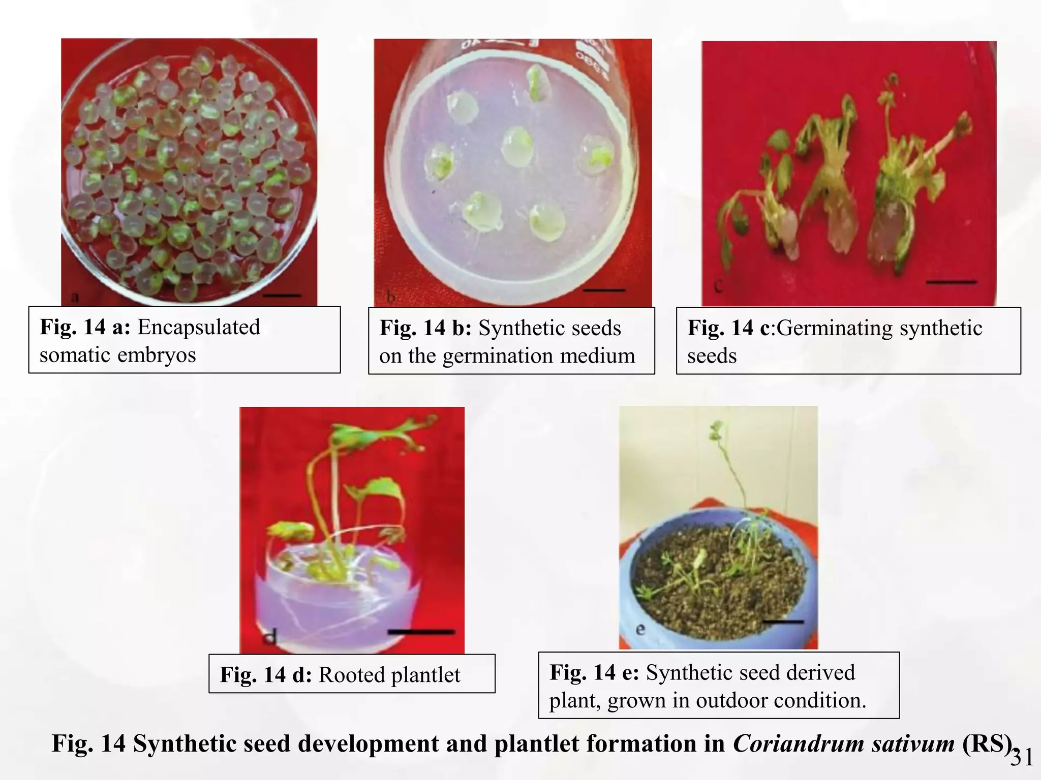 RECENT STUDIES ON SYNTHETIC SEED PRODUCTION IN HORTICULTURAL CROPS.pptx