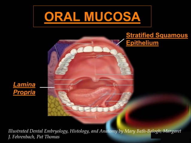 Final mucosa ppt 2007 | PPTX