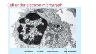 cell and its organelle | PPTX