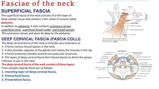 FINAL_NECK_PPT[1] lecture anatomy pdf.pdf