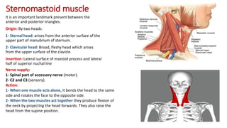 FINAL_NECK_PPT[1] lecture anatomy pdf.pdf