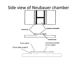 Final neubauer chamber by Pandian M, Dept of Physiology, DYPMCKOP, MH | PPS