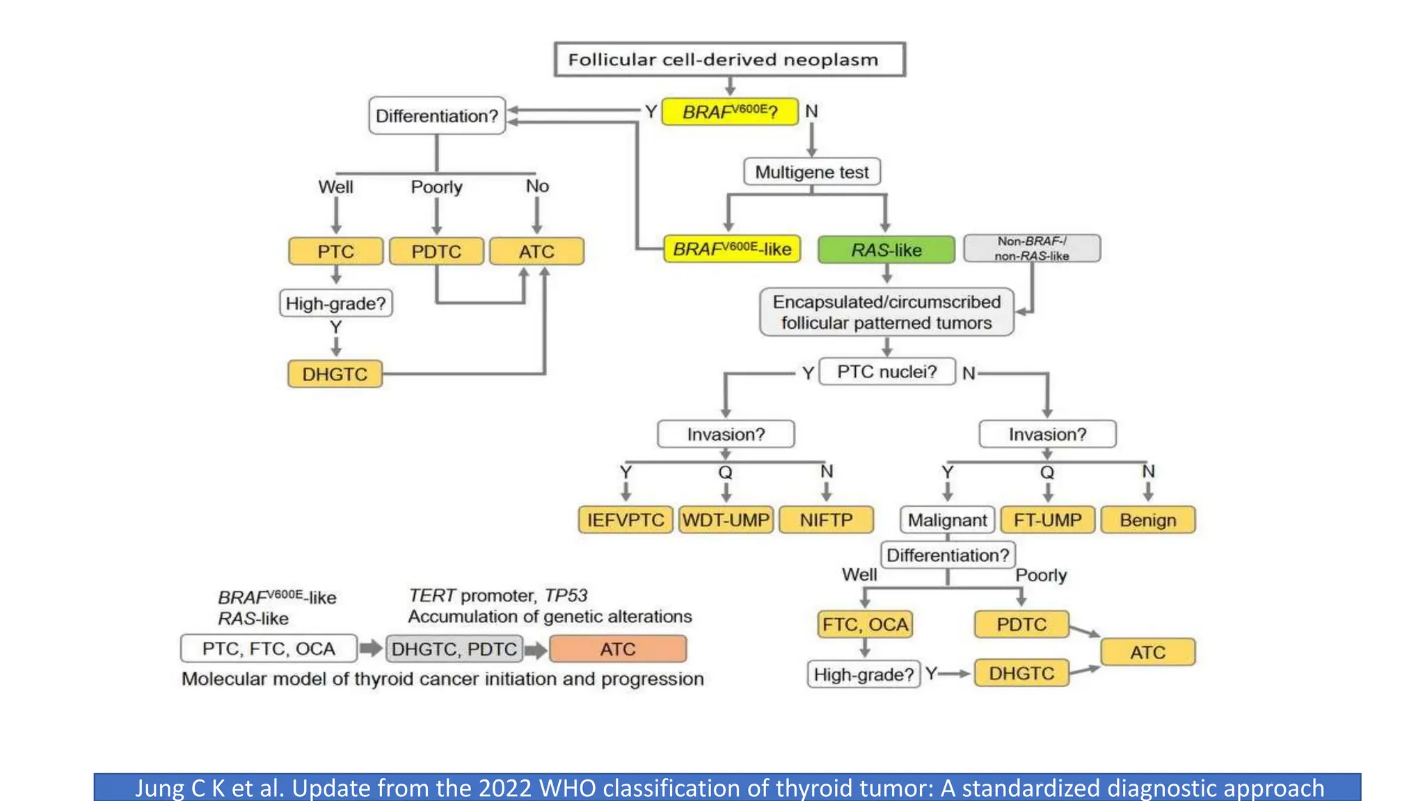 FINAL New WHO thyroid update.pptx