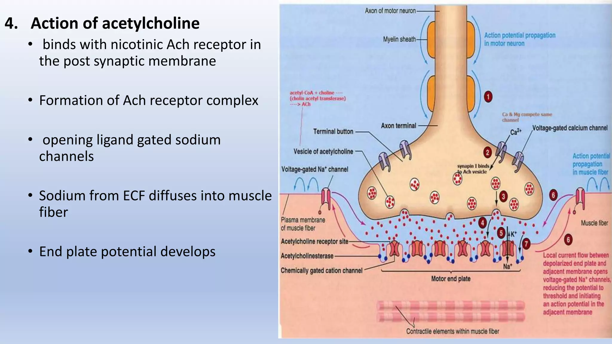 Neuromuscular junction and Neuromuscular transmission | PPTX