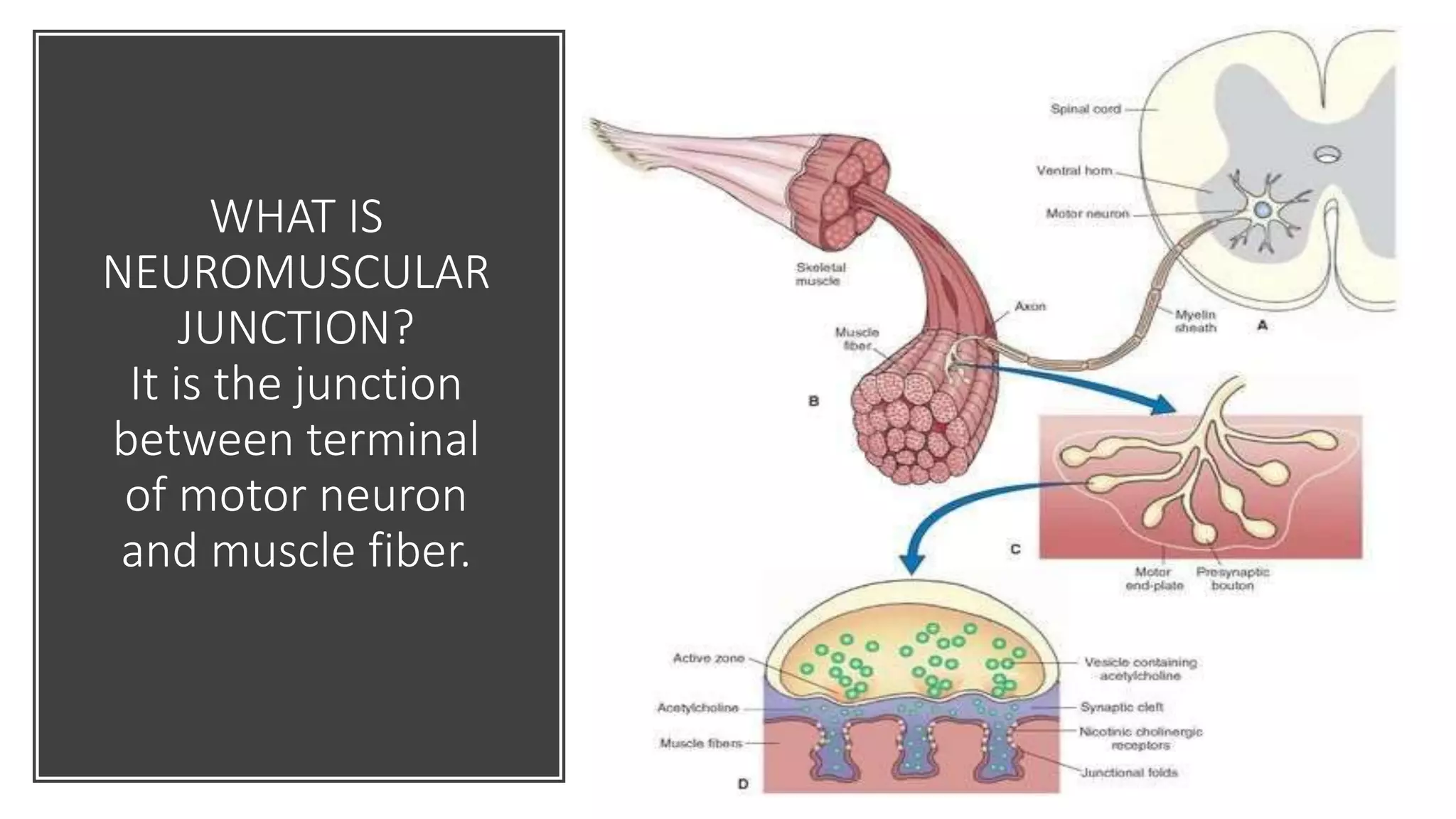 Neuromuscular junction and Neuromuscular transmission | PPTX