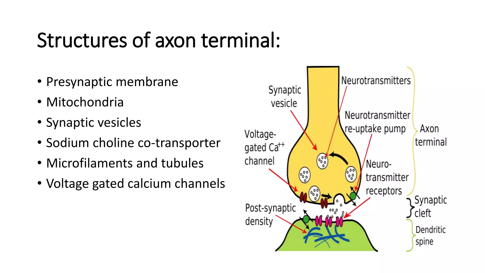 Neuromuscular junction and Neuromuscular transmission | PPTX