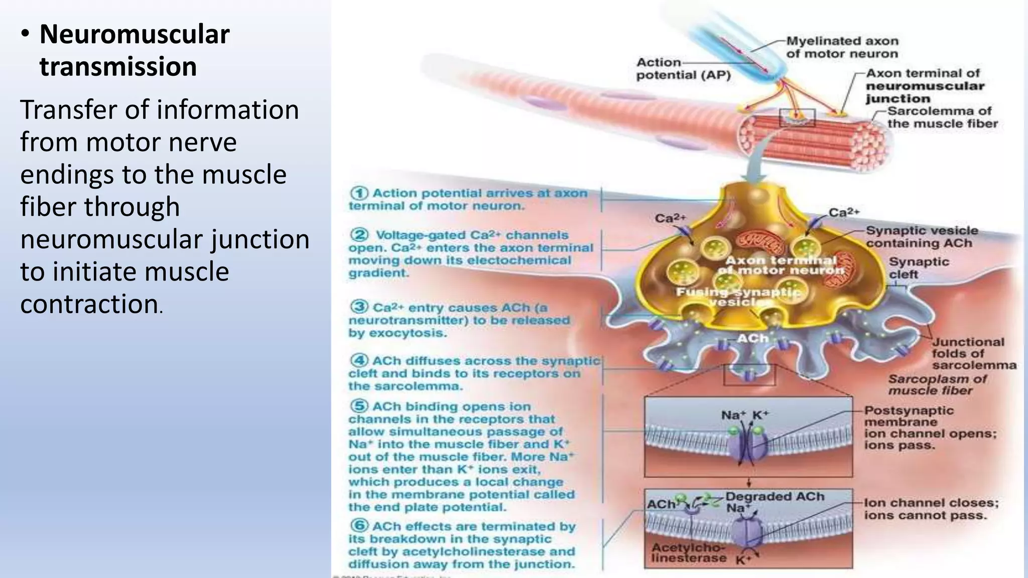 Neuromuscular junction and Neuromuscular transmission | PPTX