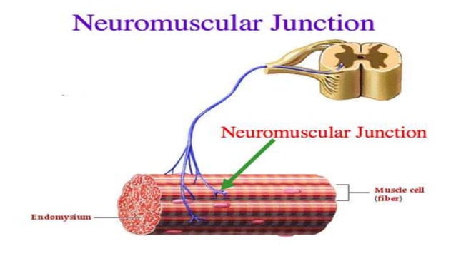 Neuromuscular junction and Neuromuscular transmission | PPTX | Brain ...
