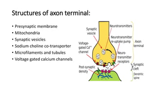 Neuromuscular junction and Neuromuscular transmission | PPTX