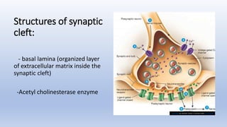 Neuromuscular junction and Neuromuscular transmission | PPTX