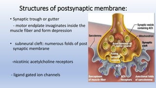 Neuromuscular junction and Neuromuscular transmission | PPTX | Brain ...