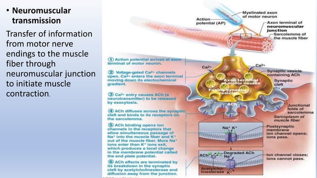 Neuromuscular junction and Neuromuscular transmission | PPTX | Brain ...