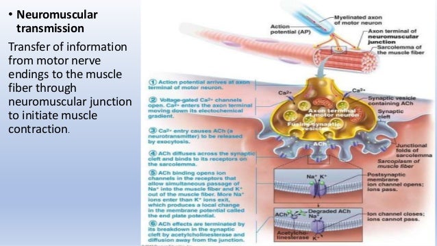 Neuromuscular junction and Neuromuscular transmission