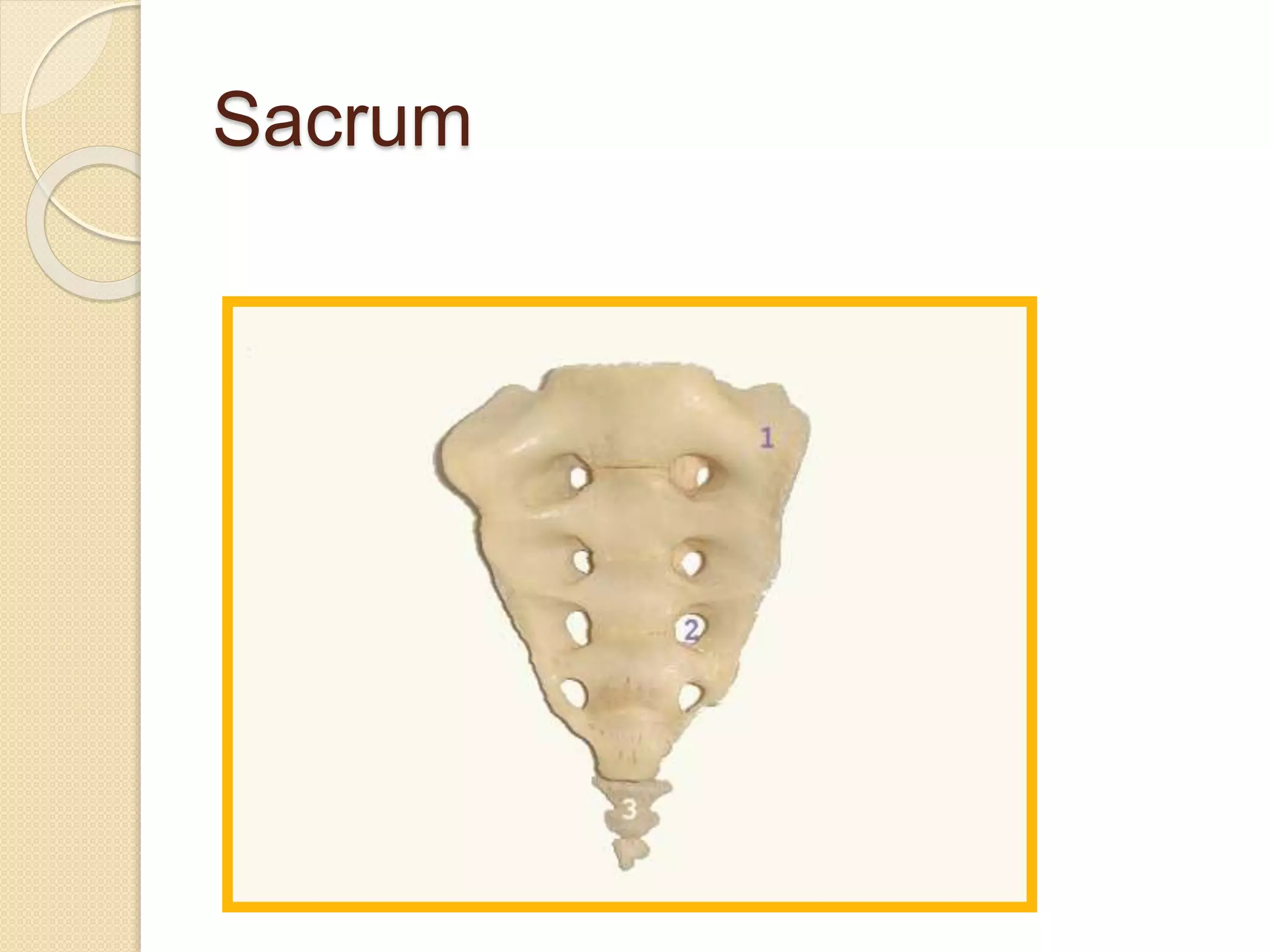 Anatomy of Spinal cord | PPTX