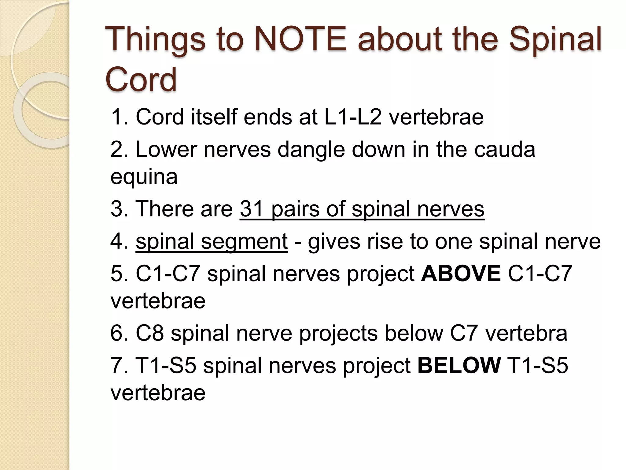 Anatomy of Spinal cord | PPTX
