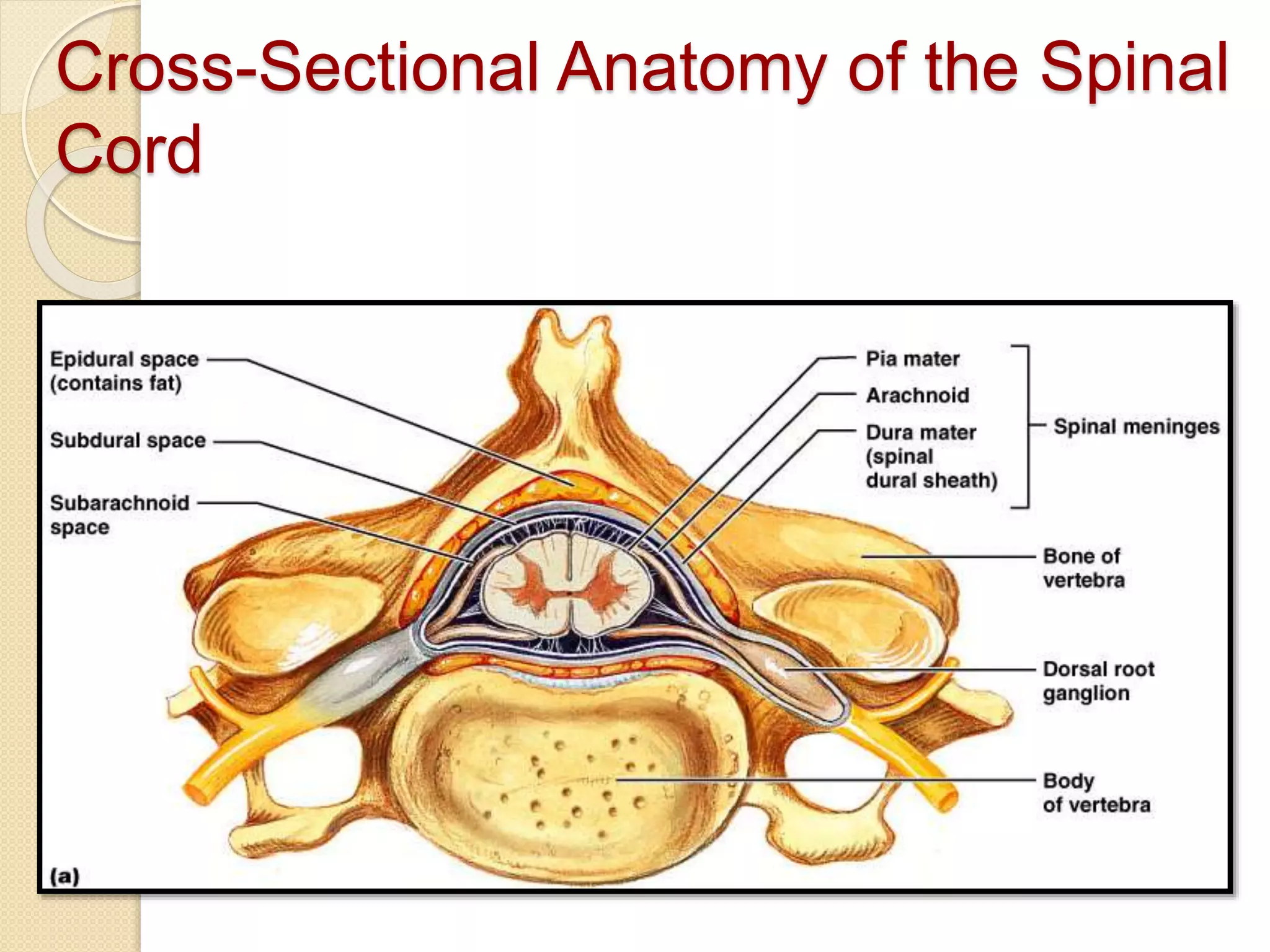 Anatomy of Spinal cord | PPTX