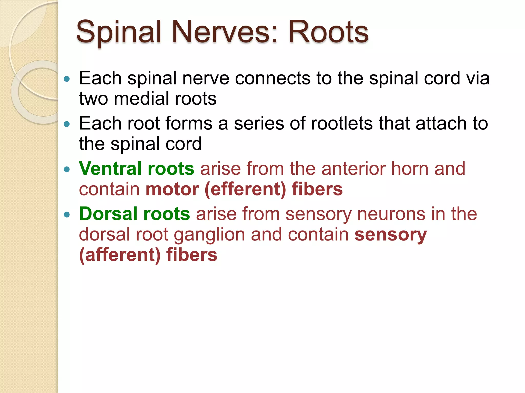 Anatomy of Spinal cord | PPTX