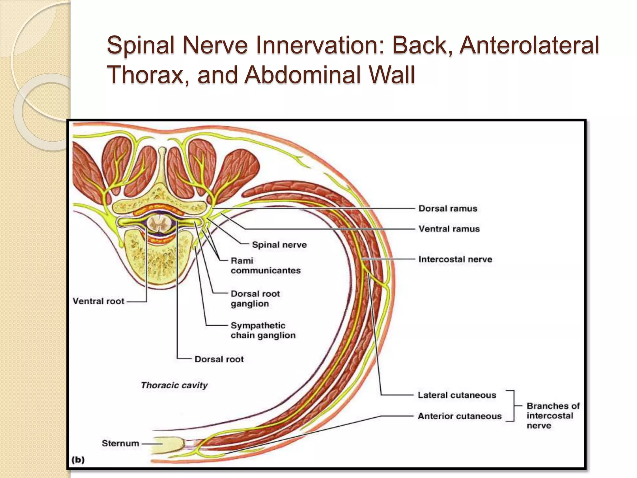 Anatomy of Spinal cord | PPTX