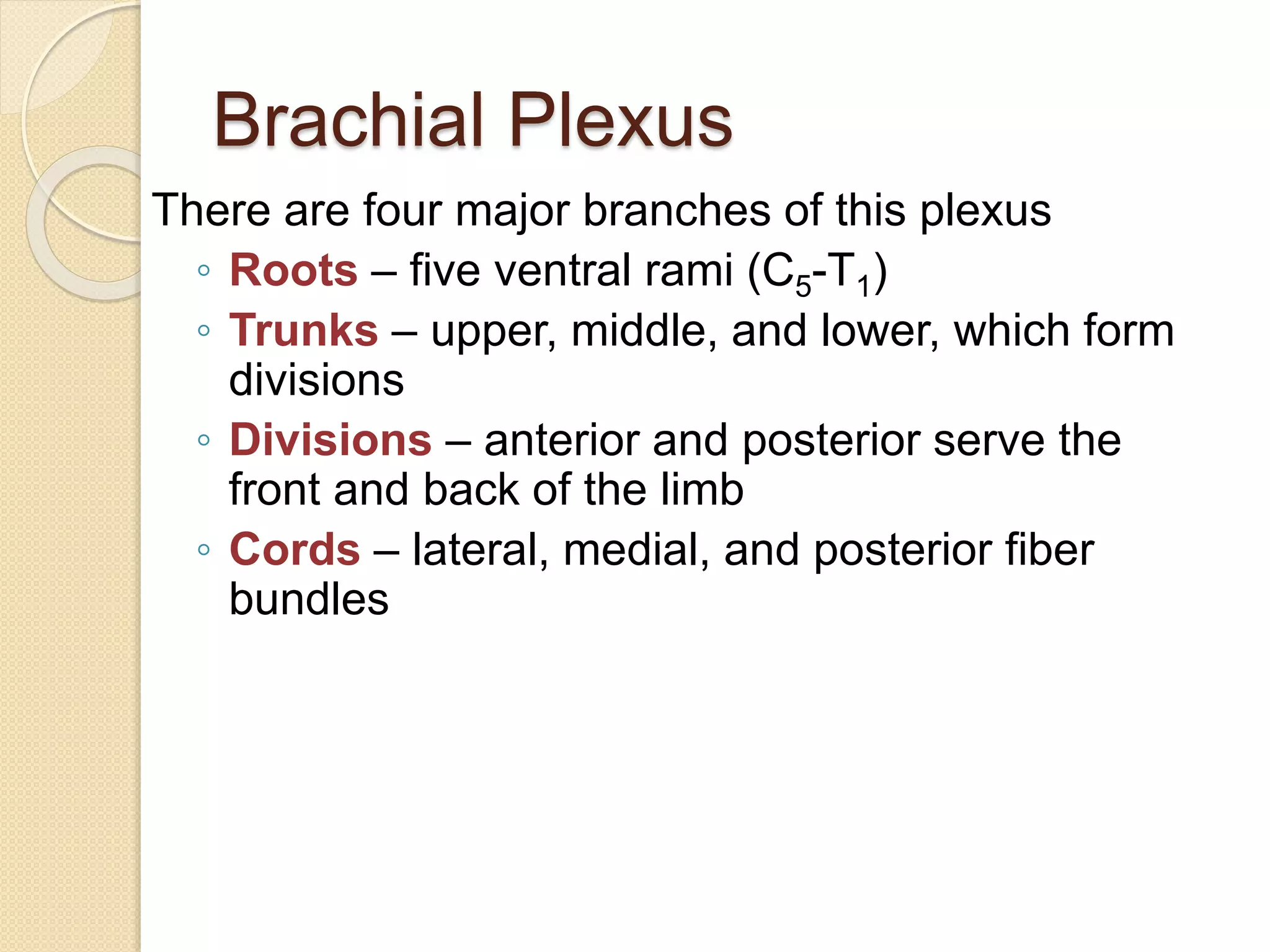 Anatomy of Spinal cord | PPTX