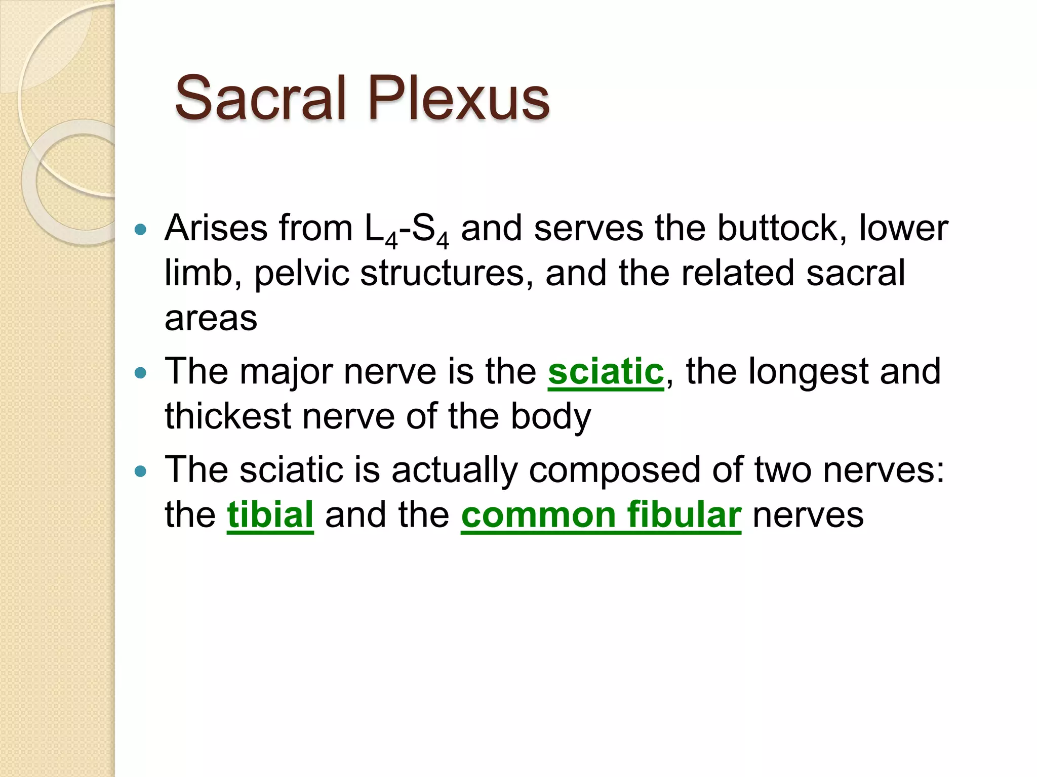 Anatomy of Spinal cord | PPTX