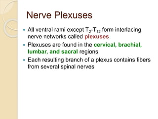 Anatomy of Spinal cord | PPTX