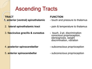Anatomy of Spinal cord | PPTX