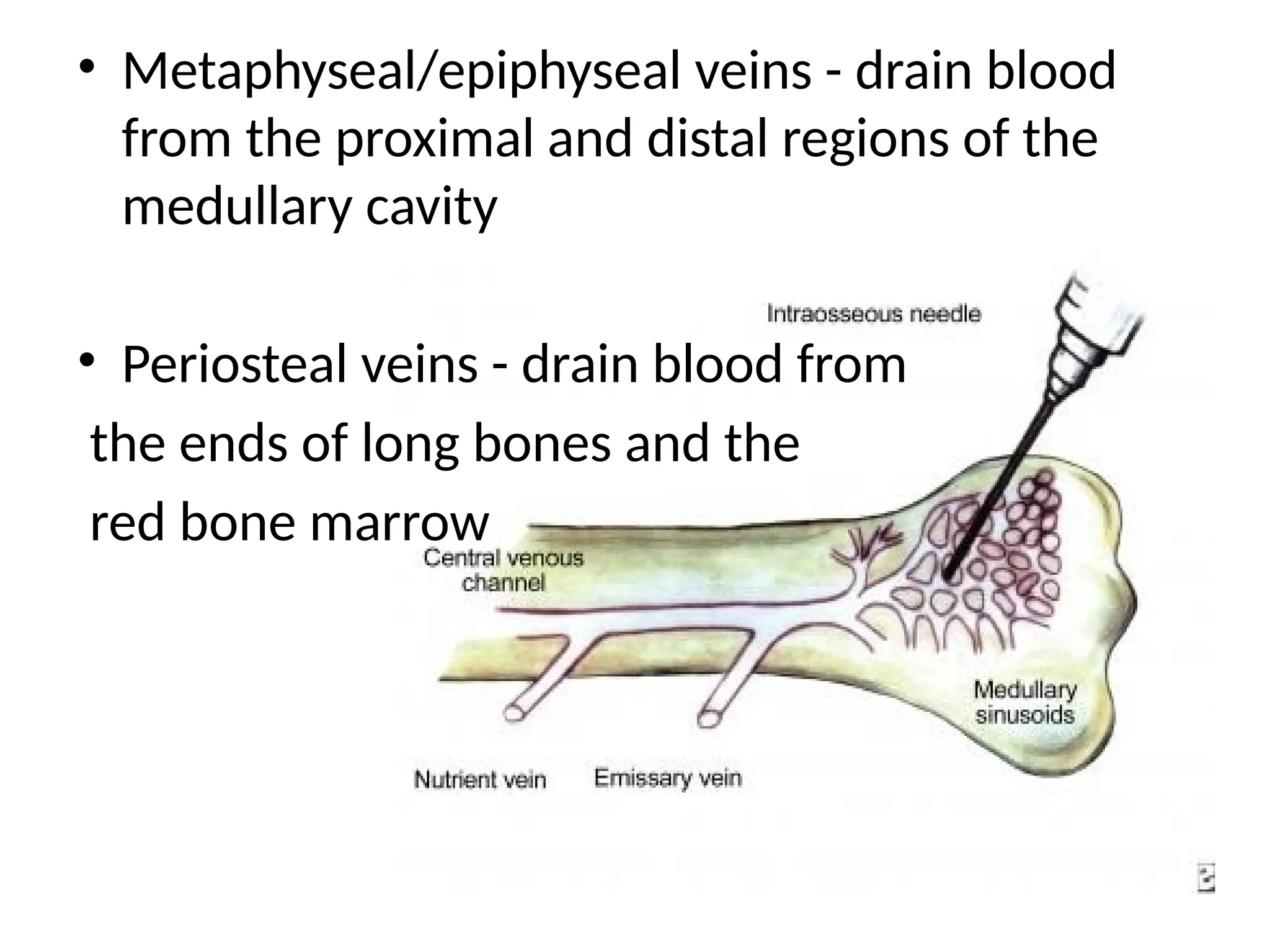 Anatomy of long bone and it's blood supply | PPTX