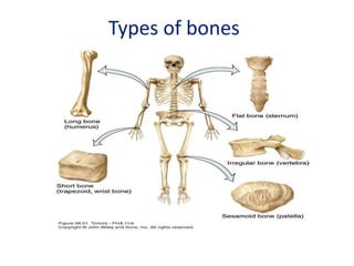 Anatomy of long bone and it's blood supply | PPTX