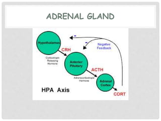 Primary Adrenal Insufficiency | PPTX