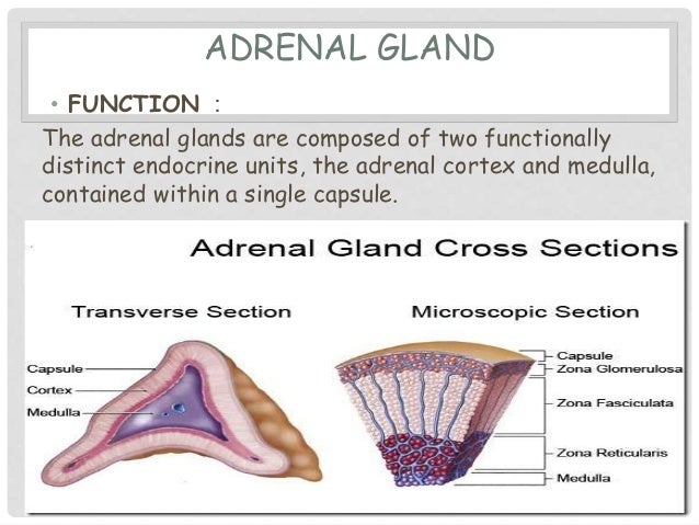 Primary Adrenal Insufficiency