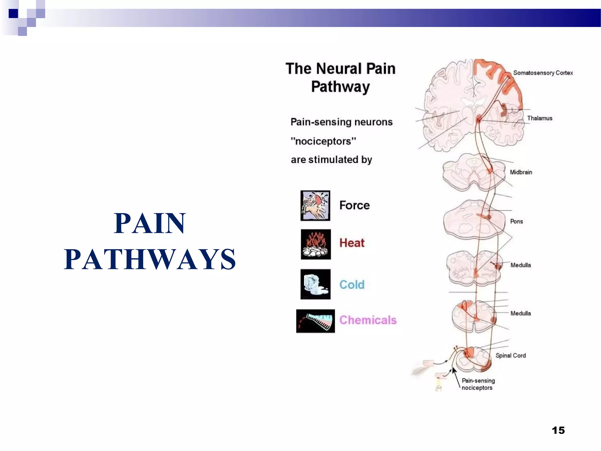 " PAIN" AND " PATHWAYS OF PAIN" | PPT