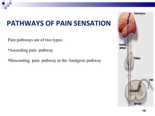 " PAIN" AND " PATHWAYS OF PAIN" | PPT
