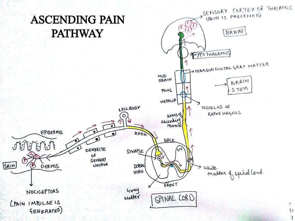 " PAIN" AND " PATHWAYS OF PAIN"