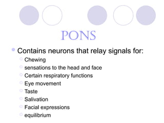 FinalPartsoftheBrain science for grade 4.ppt