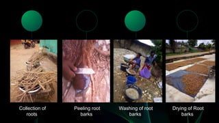 Bulk African Trade Ghana | PPT