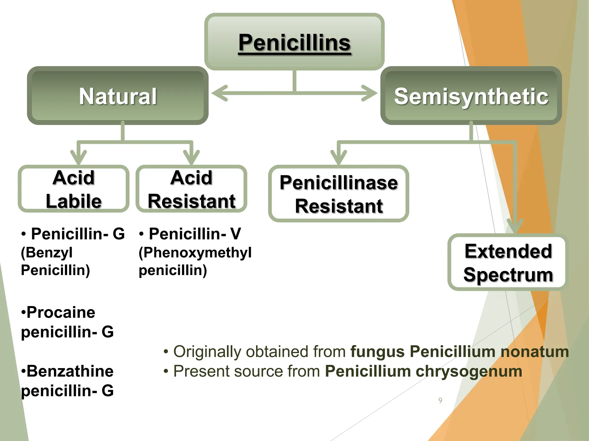 Antibiotics affecting cell wall synthesis | PPT