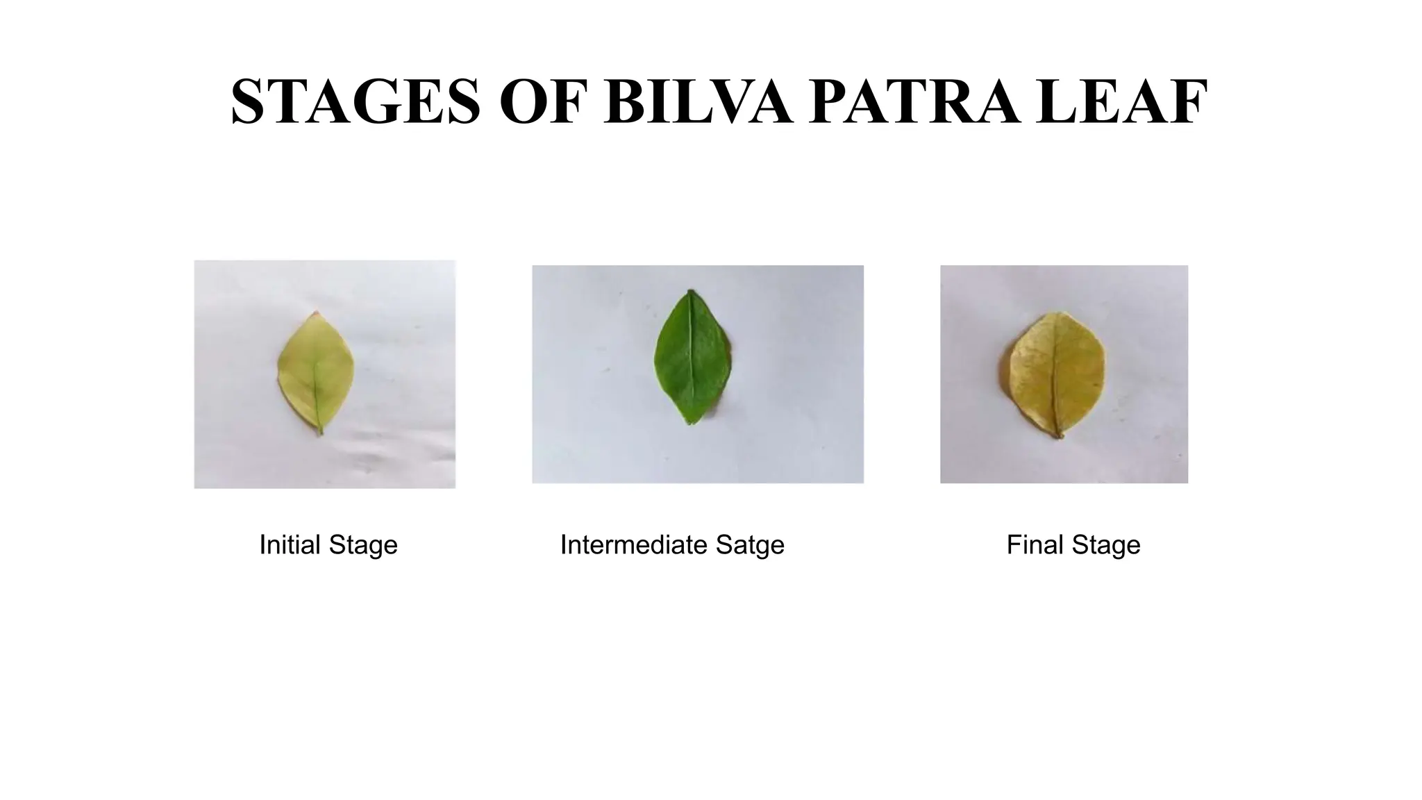 final phase ppt on detection of bilva patra leaf.pptx