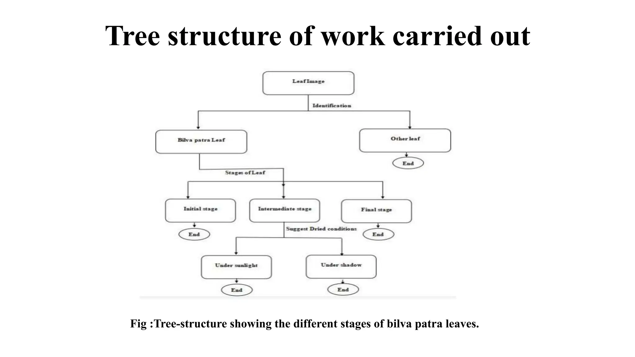 final phase ppt on detection of bilva patra leaf.pptx