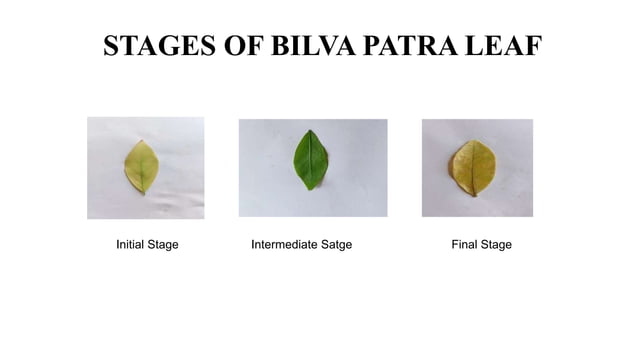 final phase ppt on detection of bilva patra leaf.pptx