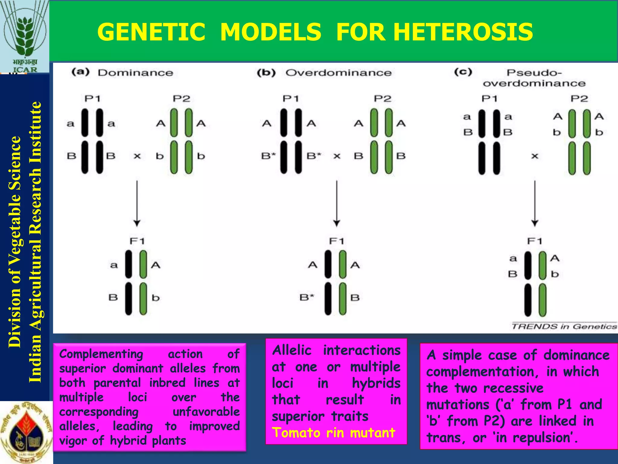 Heterosis breeding-Classical and molecular concepts | PPTX