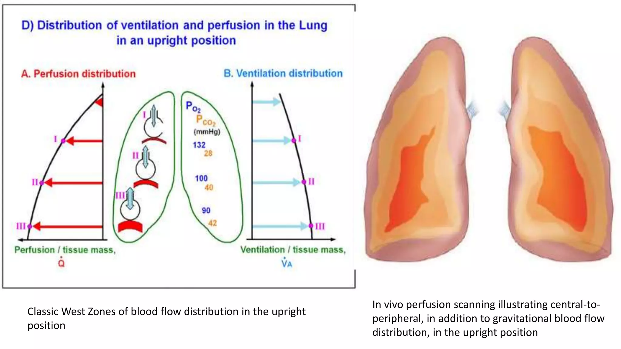 PHYSIOLOGY OF One lung ventilation.pptx