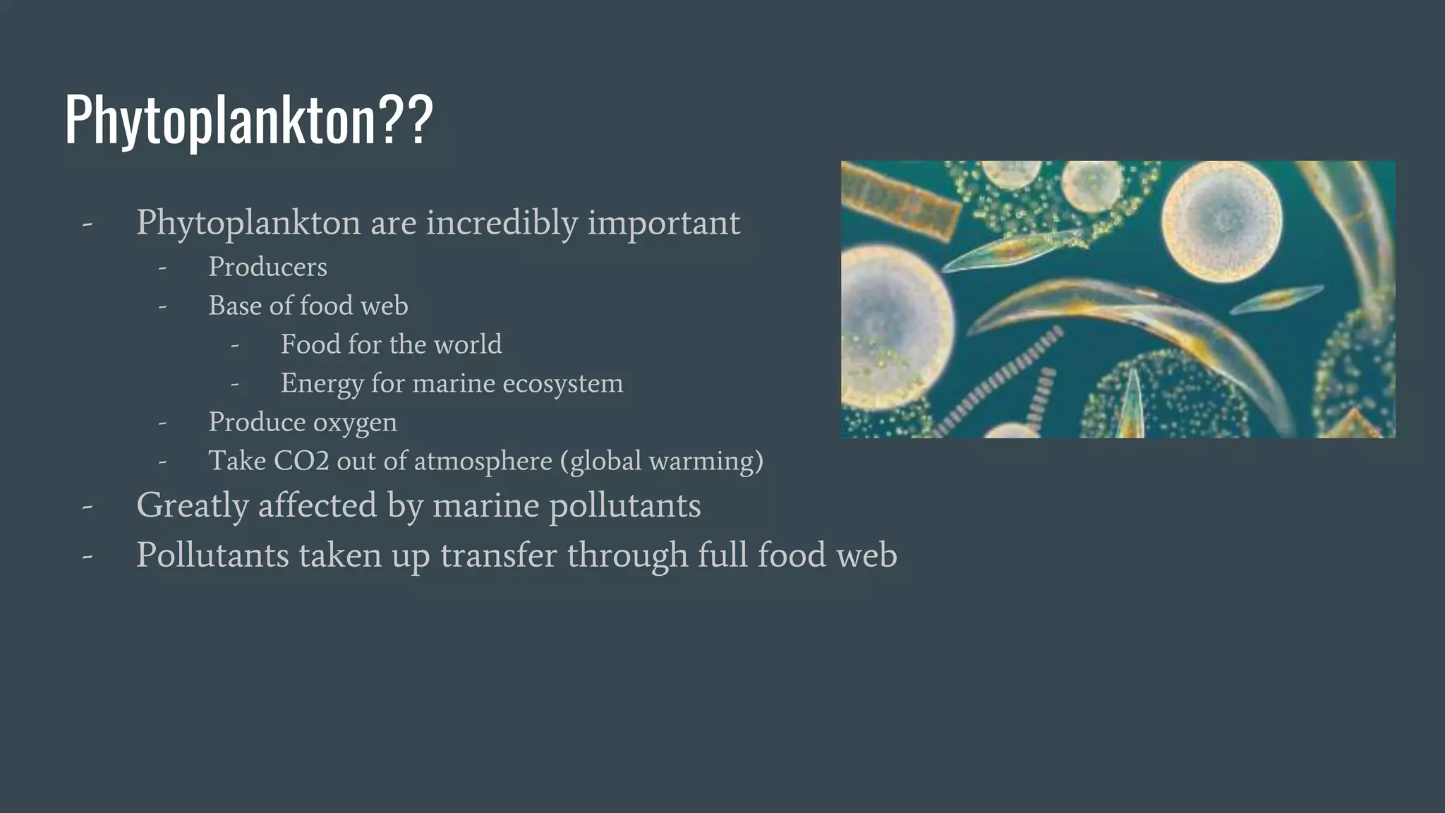 Effect of Pollutants on Phytoplankton Presentation | PPTX | Environment | Science