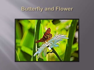 Final portfolio | PPTX | Photography | Arts and Crafts