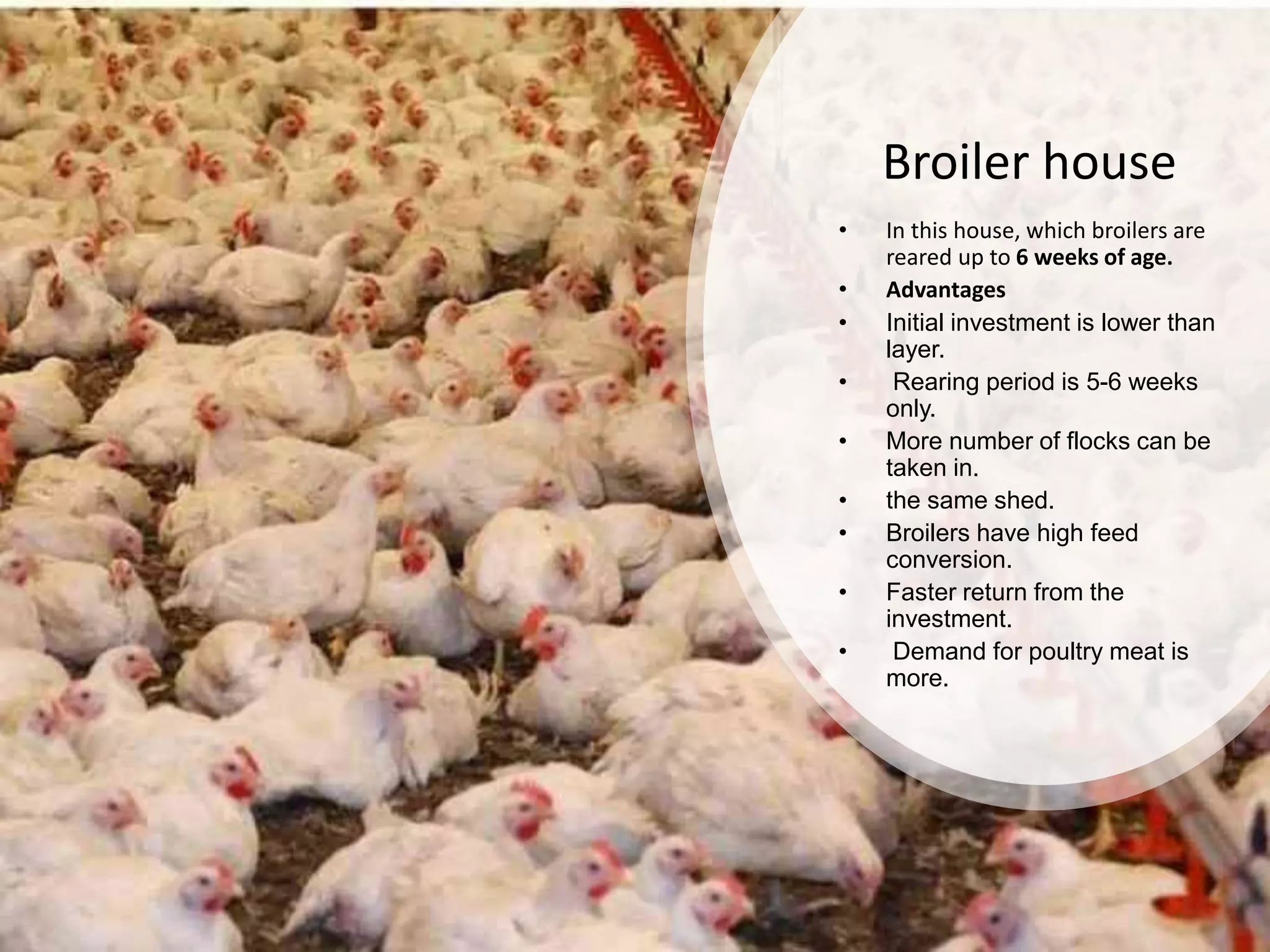 final poultry (1) [Autosaved].pptx